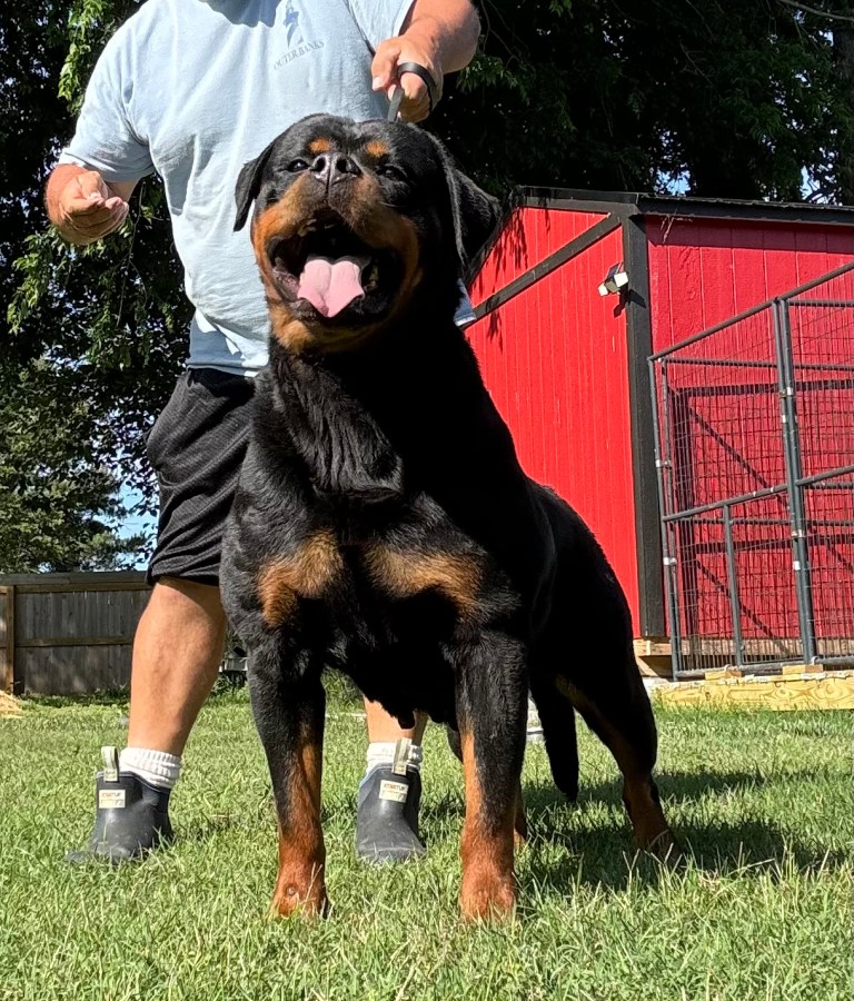 Our Dogs – Von Perrin Rottweilers